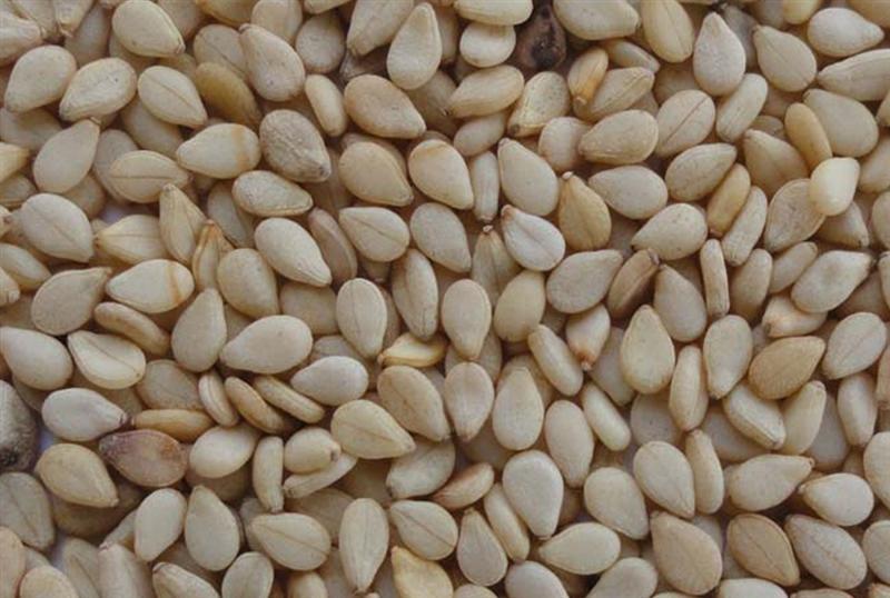 Natural Sesame Seeds | JD Spices,Unjha,Gujarat,India